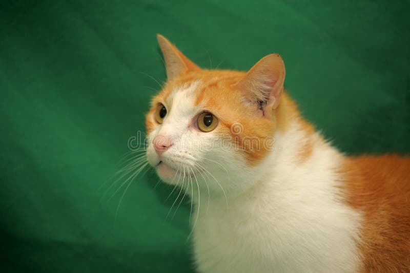 Rode en witte kat stock foto. Image of zorgvuldig, mooi - 35644430