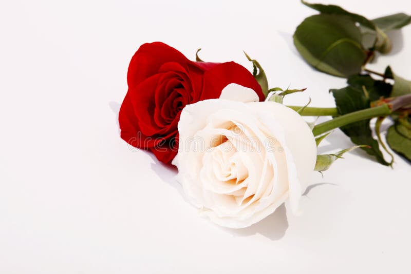 Rode en witte rozen stock foto. Image of bloemen, huwelijk - 11918120