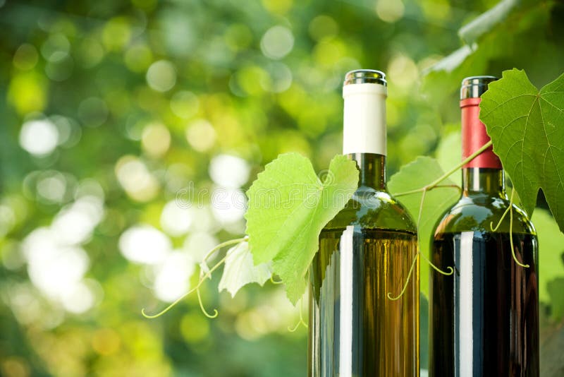 Rode En Witte Wijnflessen En Wijnstok Stock Foto - Image of tuin ...