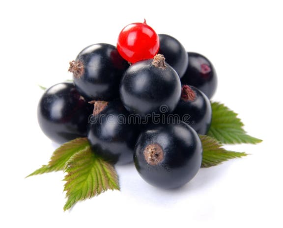 Rode en zwarte bes stock afbeelding. Image of zuur, blackcurrant - 14543447
