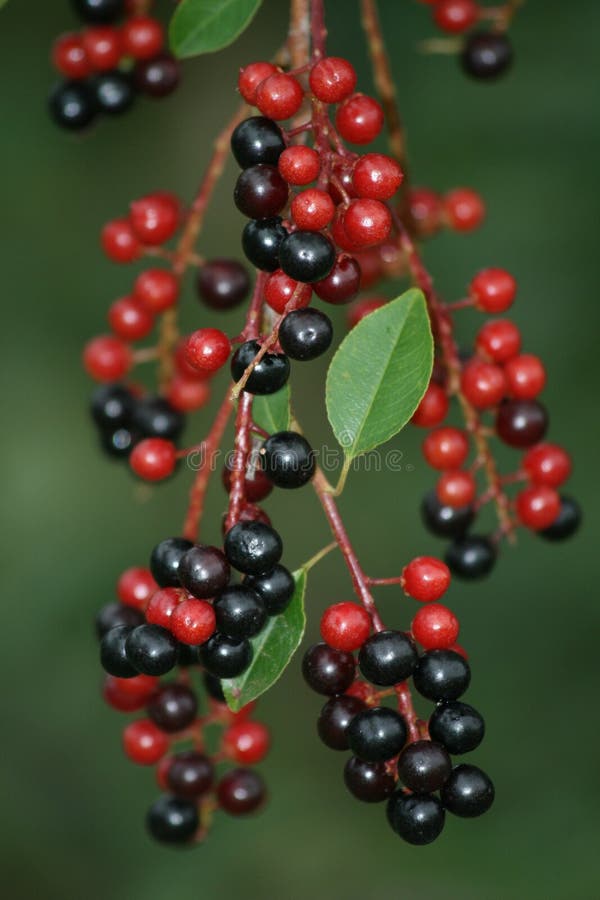 Rode en Zwarte Bessen stock afbeelding. Image of vrucht - 13840395