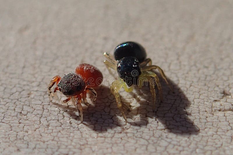Zwarte Het Springen Spin En Rode Het Springen Spin Op Een Lijst Stock ...