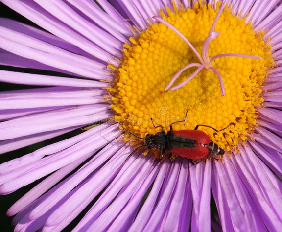 Rode en zwarte kever stock afbeelding. Image of gekleurd - 42638411