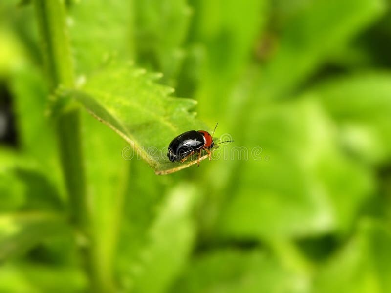 Rode en zwarte kever stock afbeelding. Image of afrikaans - 62140909