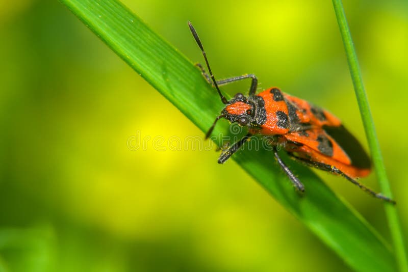 Rode en zwarte kever stock afbeelding. Image of biologie - 73025193