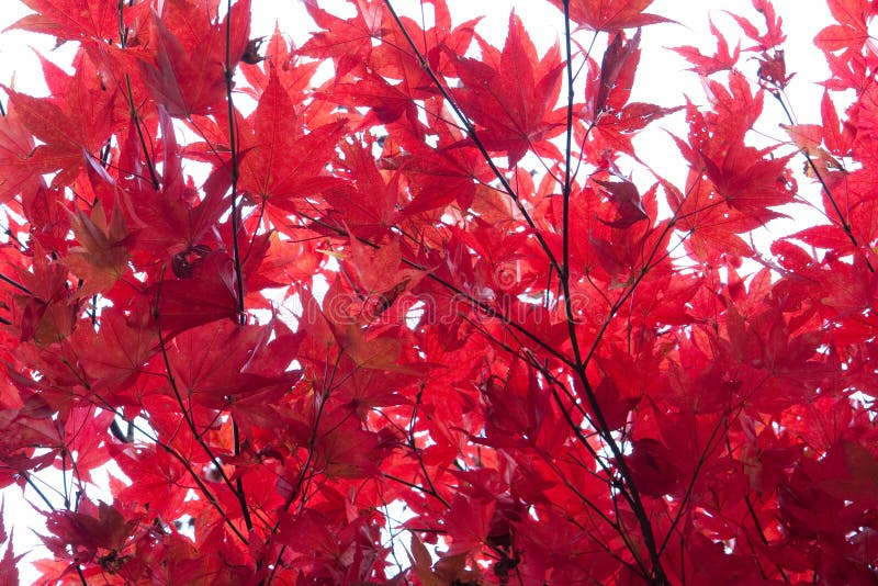 Rode esdoorn stock afbeelding. Image of schoonheid, seizoen - 11514447