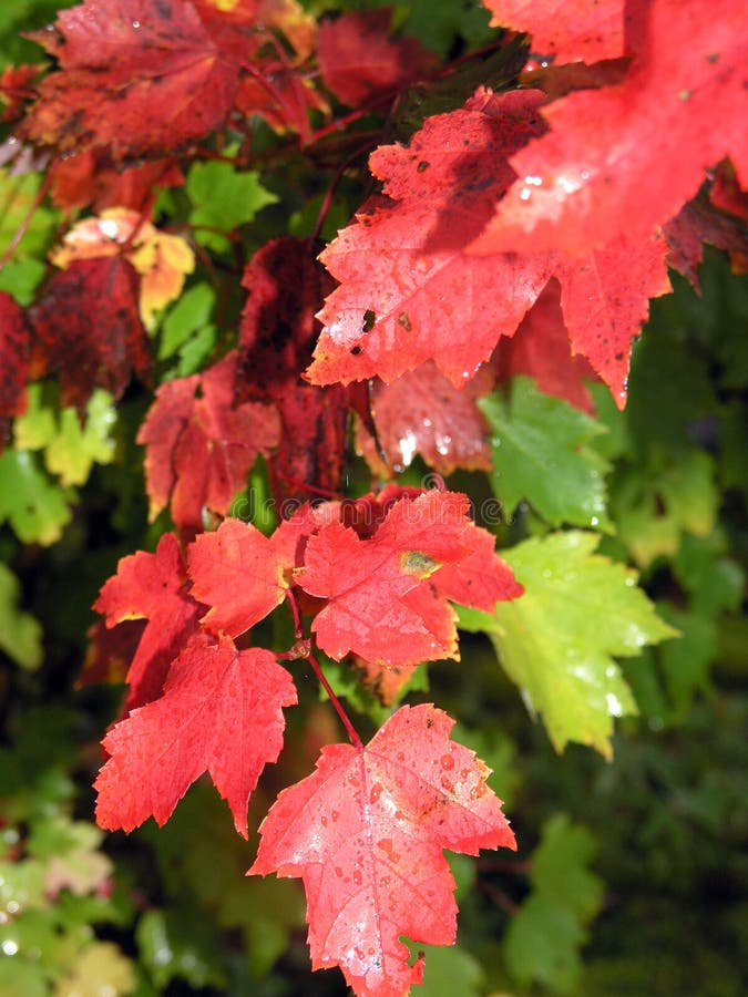 Rode Esdoorn. stock foto. Image of daling, najaar, blad - 1327396