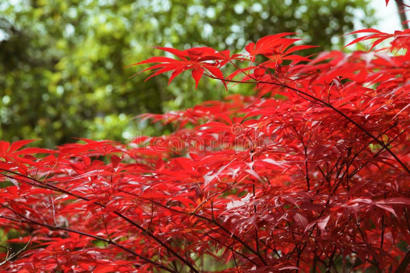Rode esdoorn stock afbeelding. Image of esdoorn, bladeren - 14132321