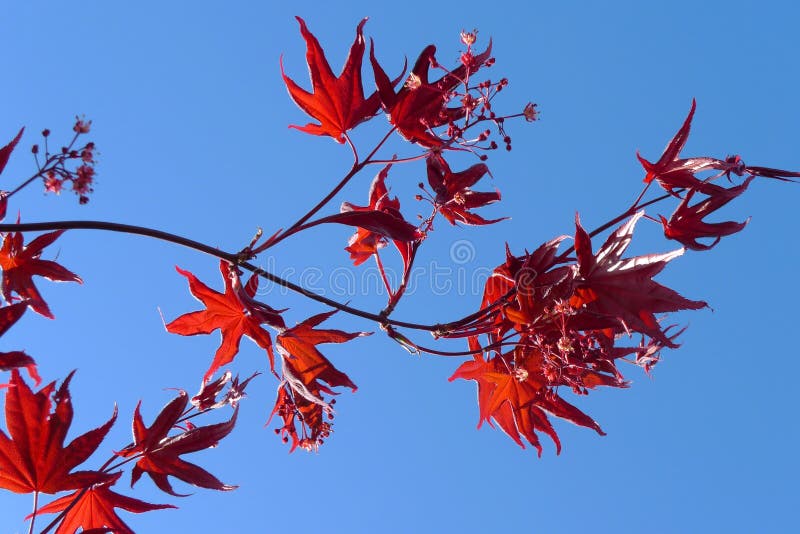 Rode esdoorn stock afbeelding. Image of voorwerpen, ondersteun - 9188143