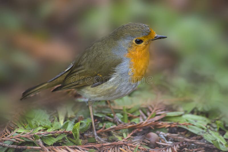 Rode Europese Robin, vogel stock foto. Image of vogel - 28480676