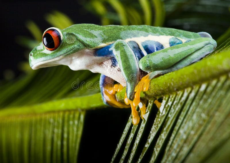 Rode Eyed Bladkikker Picture. Image: 1940365