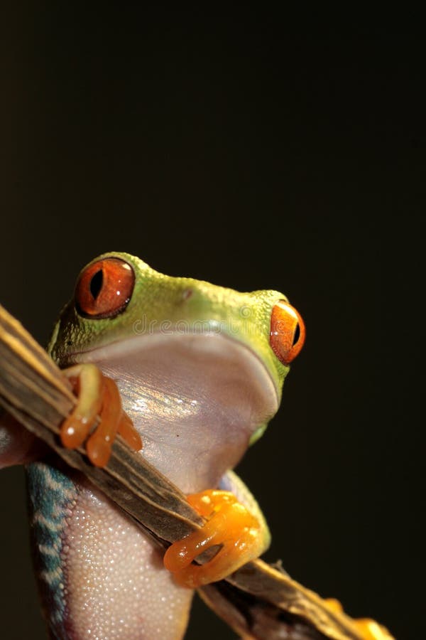 Boomkikker, Vliegende Kikker Op Het Groene Blad Stock Foto - Image of ...