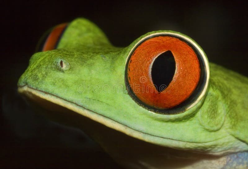 Roodoogboomkikker stock foto. Image of cijfer, hoofd, portret - 8710856