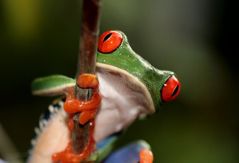 Costa Rica Rode Oogboomkikker Stock Afbeelding - Image of ...