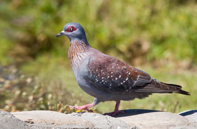 Roze duif stock afbeelding. Image of mauritius, wild - 37751111