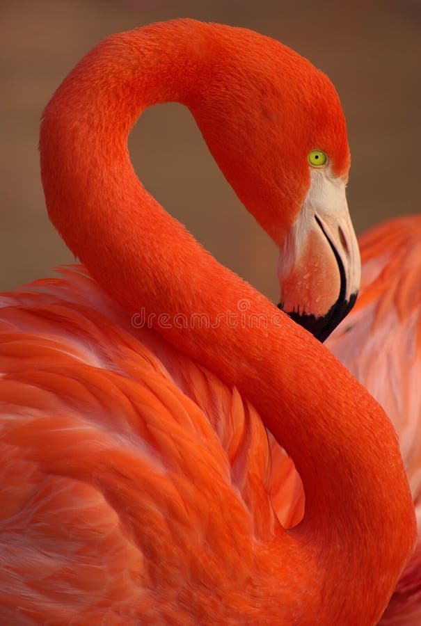 Rode flamingo stock foto. Image of roze, portret, uitziend - 33854184