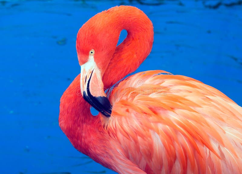 De Flamingo Zet Hoofd in Water Stock Foto - Image of roze, profiel ...