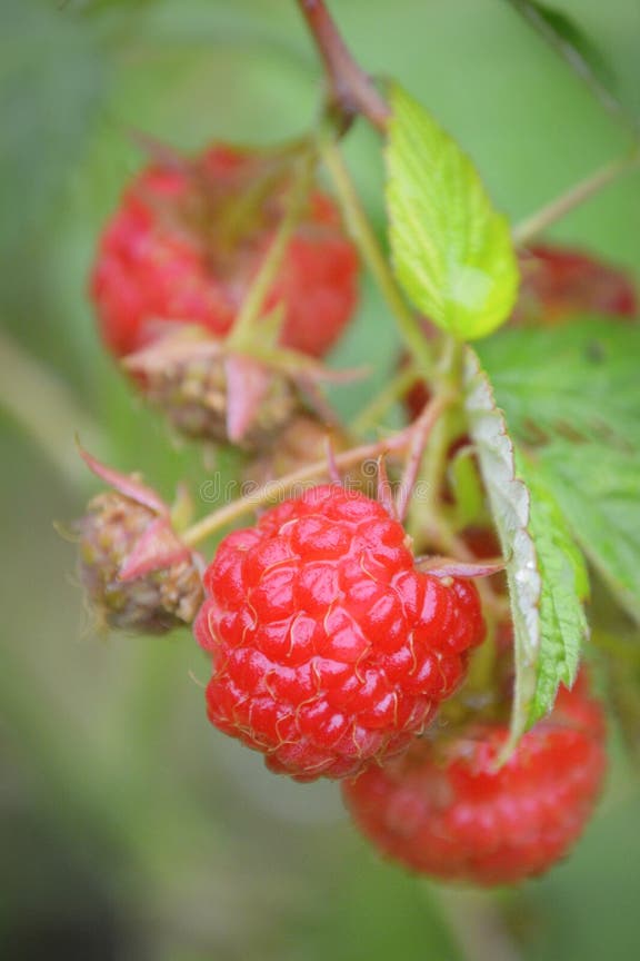 Rode frambozen stock afbeelding. Image of landbouwer - 44922729