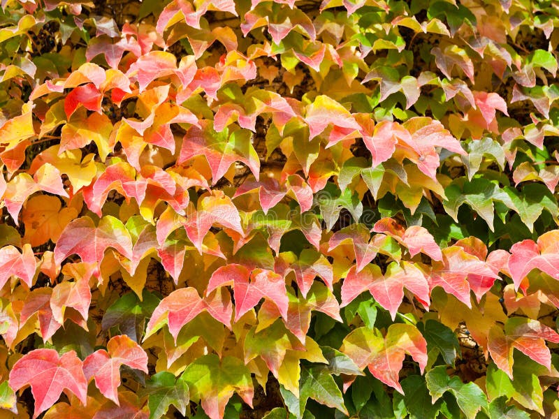 Rode, Gele, Groene Bladeren Van Klimop Stock Foto - Image of naughty ...
