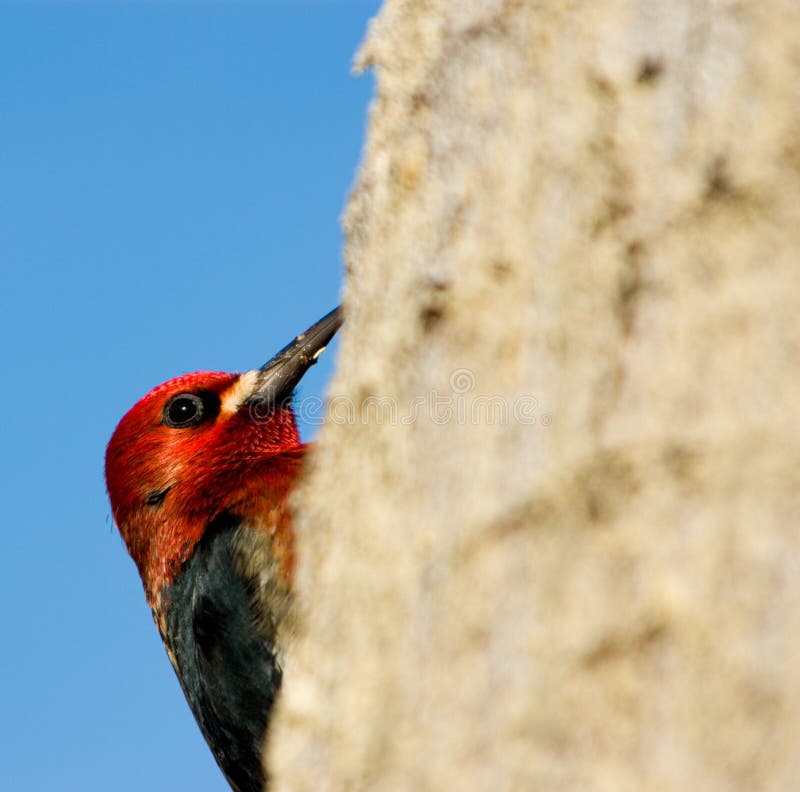 Rode Geleide Specht Dicht Omhoog Stock Afbeelding - Afbeelding ...