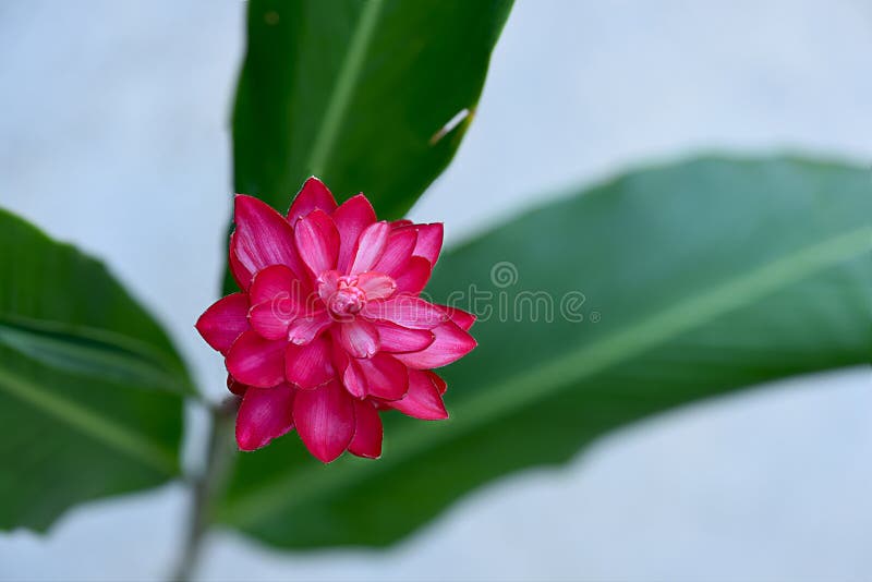 Rode Gember stock afbeelding. Image of gember, pluim - 105717815