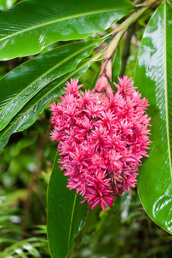 Rode gember stock afbeelding. Image of bloesem, decoratie - 23889847