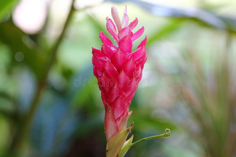 Rode Gember stock afbeelding. Image of noot, geroepen - 40944919