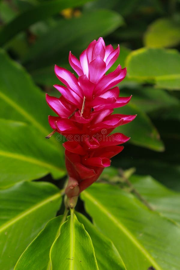 Rode Gember stock foto. Image of sier, exoticisme, installatie - 45812240