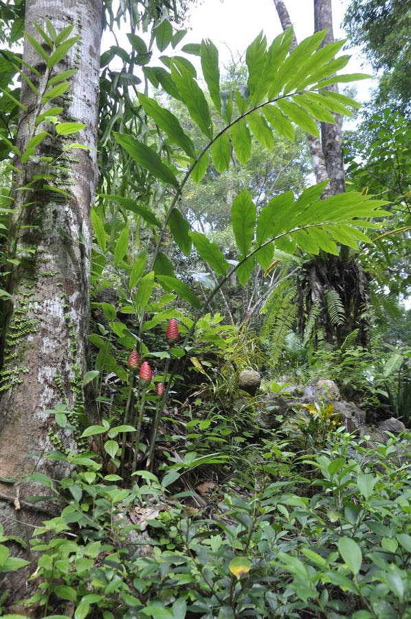 Rode Gember (Alpinia-purpurata) Stock Foto - Image of tropisch ...