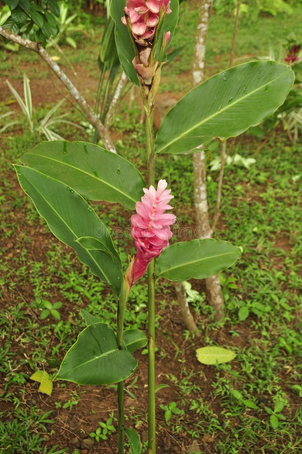Rode Gember (Alpinia-purpurata) Stock Afbeelding - Image of flora ...