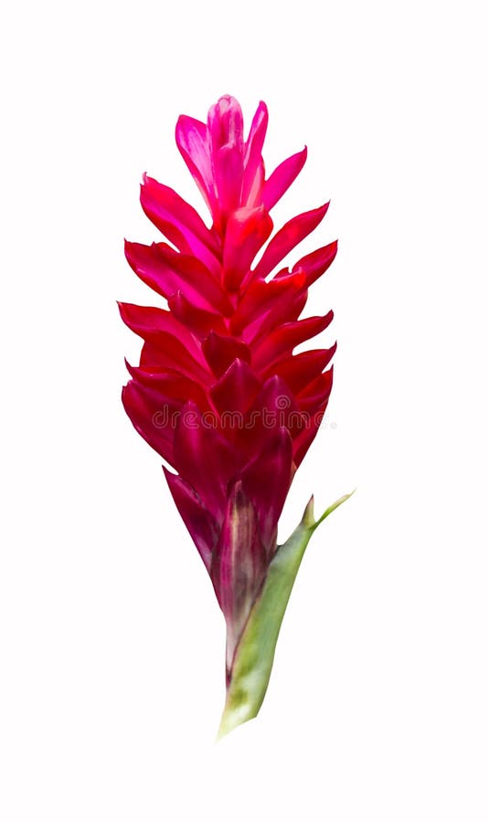 Rode gember met blad stock foto. Image of bloei, schoonheid - 36187430