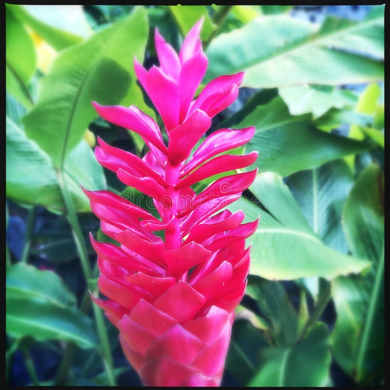 Turmeric Inflorescence of Turneric Curcuma Longa , Die Nabij De Rode ...