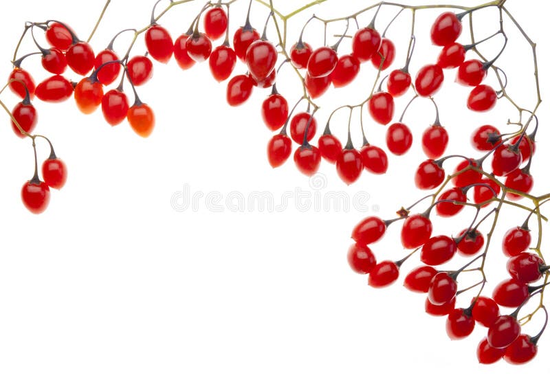 De Tak Van Kerstmis Met Rode Bessen Stock Afbeelding - Image of ...