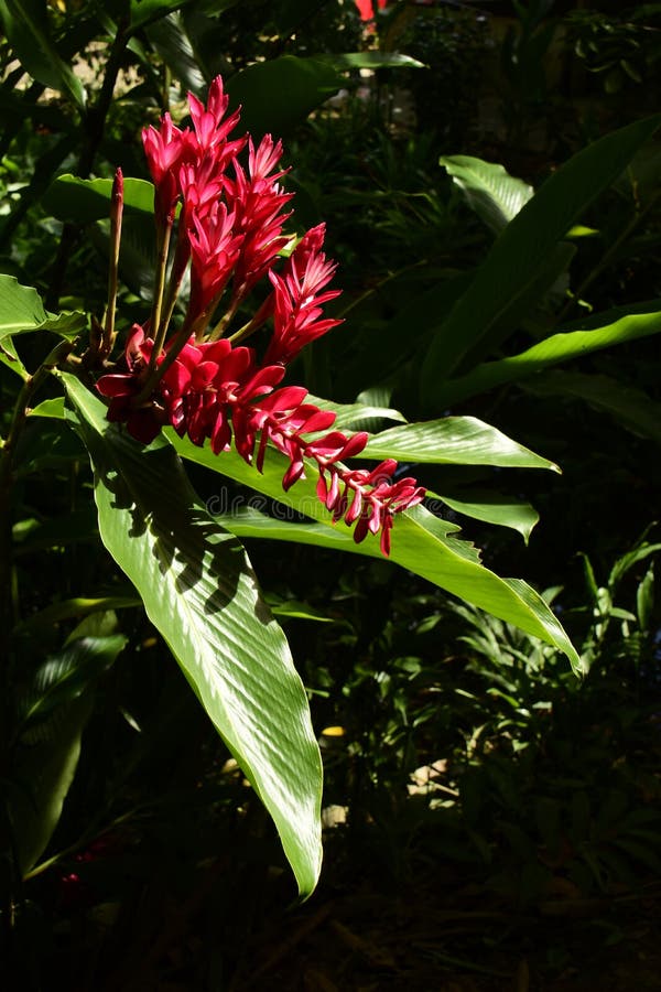 Rode Gember (Alpinia-purpurata) Stock Afbeelding - Image of flora ...