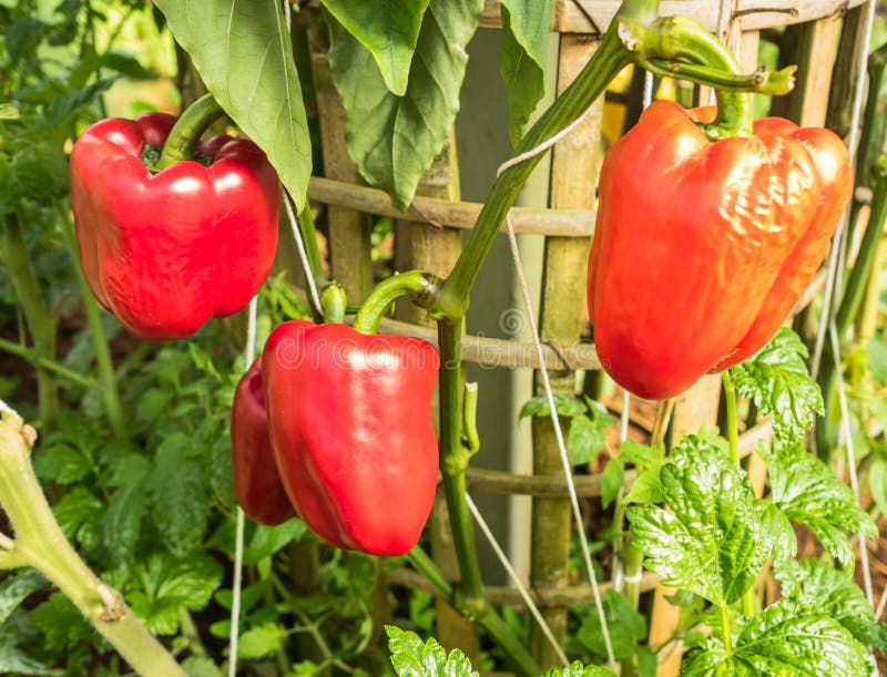 Rode Groene Paprika's In Een Serre Stock Afbeelding - Afbeelding ...