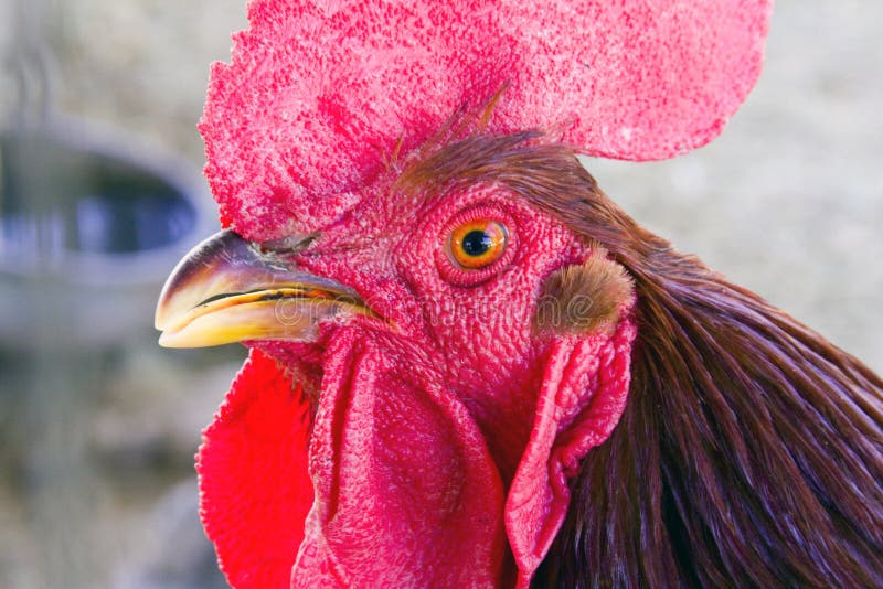 Rode haan stock foto. Image of veren, fauna, veer, voedsel - 5839224