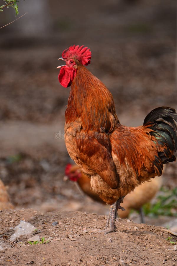 Rode Haan stock afbeelding. Image of zeer, veren, dier - 90398159