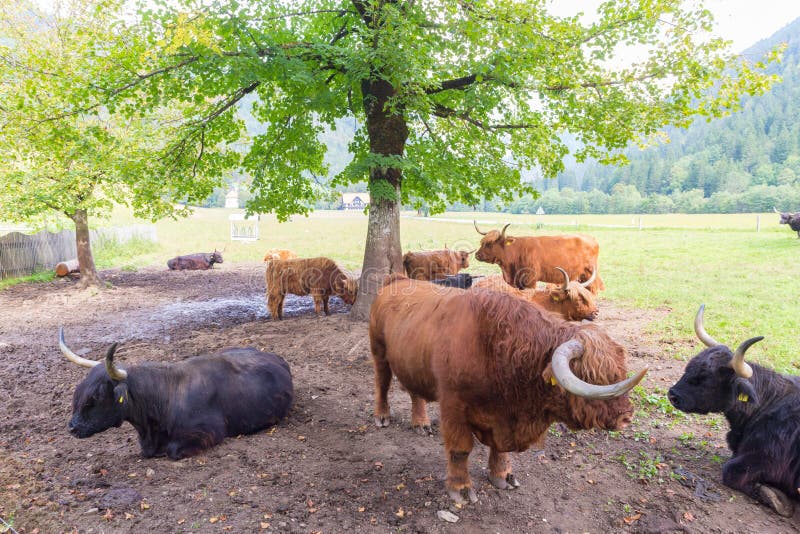 Schots Bolletje Met Rode Haren Op De Boerderij Rundvee, Melkvee in Het ...
