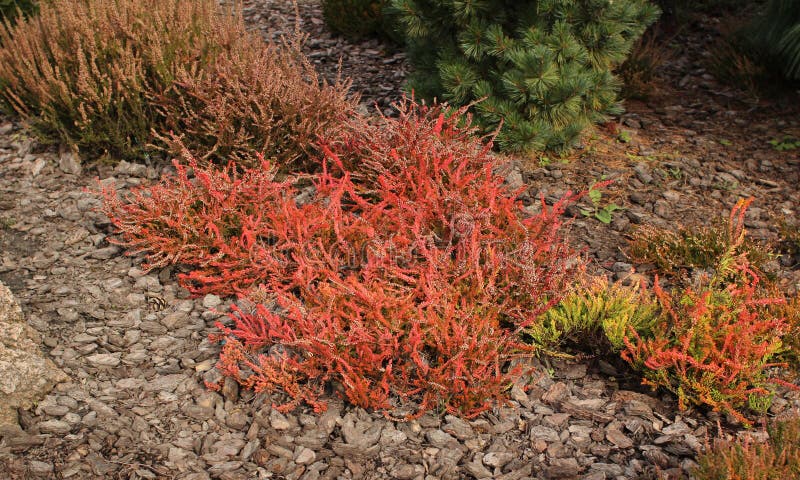 Rode Heide (vulgaris Calluna, Robert Chapman) in De Tuin Stock ...
