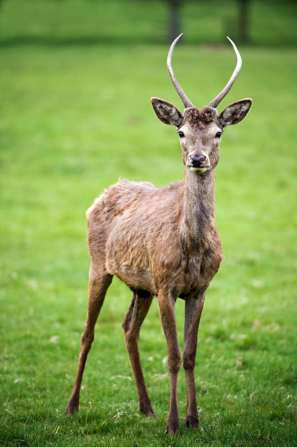 Rode Herten stock foto. Image of rendier, achterste, rood - 30912706