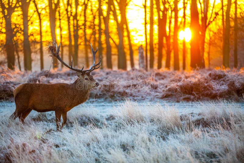 Rode Herten in Het Ochtendzonlicht Stock Foto - Image of safari, herten ...