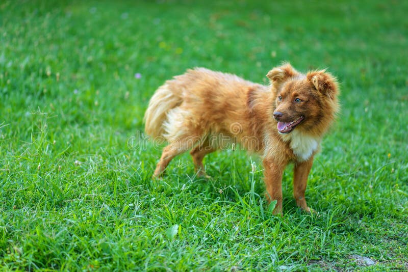 Rode hond stock afbeelding. Image of hoofd, pluizig, groen - 33664827