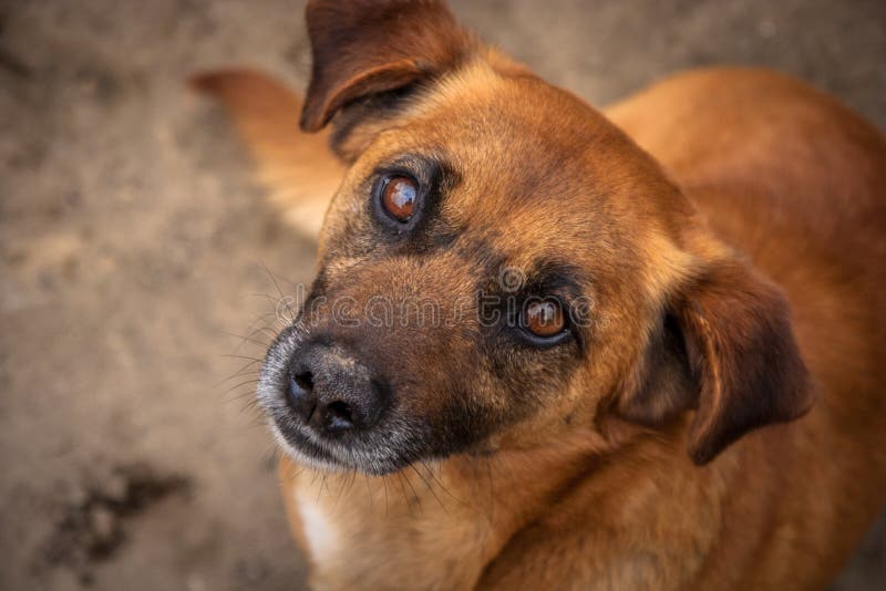 Hond met gloeiende ogen stock afbeelding. Afbeelding bestaande uit ...