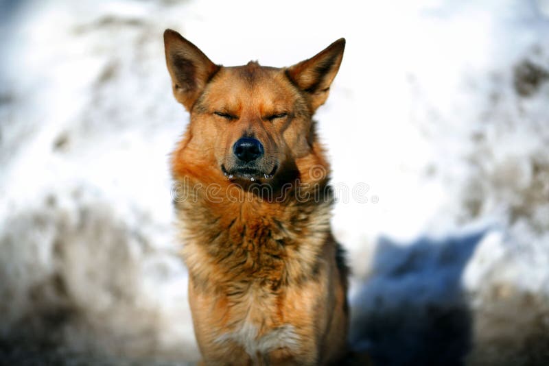 Rode Hond Die in De Sneeuw Liggen Stock Foto - Image of honds ...