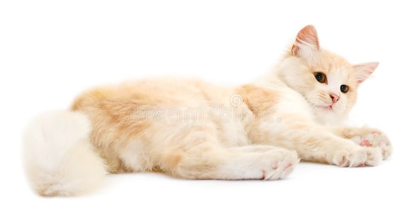 Rode huiskat stock afbeelding. Image of gestreept, staar - 126862597