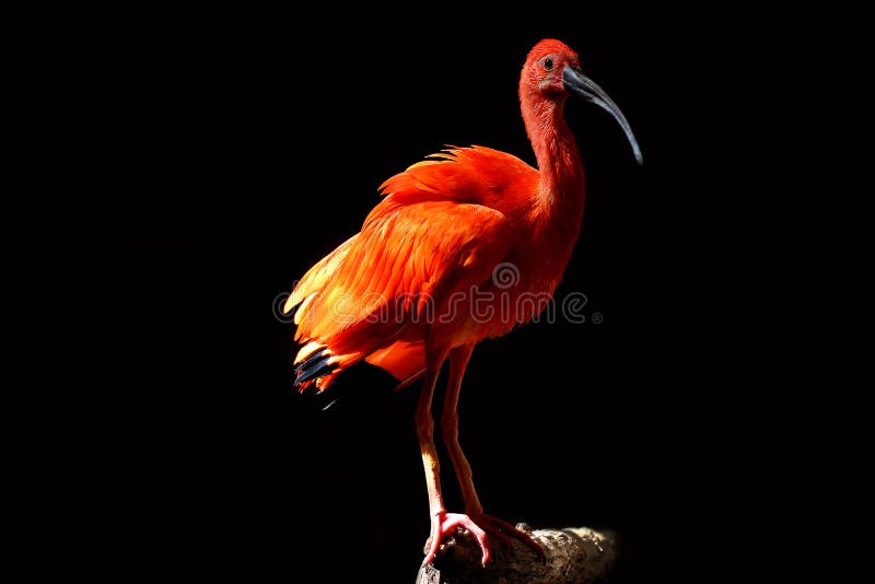 Rode Ibis stock afbeelding. Image of schoonheid, fauna - 27381895