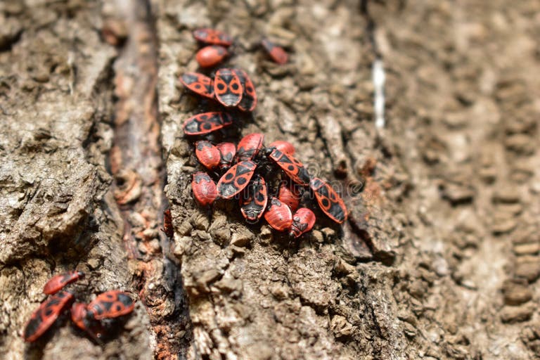 Rode insecten stock afbeelding. Image of rood, insecten - 106407059