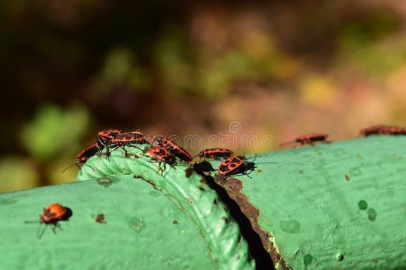 Rode insecten stock foto. Image of ongewervelde, rood - 106407288
