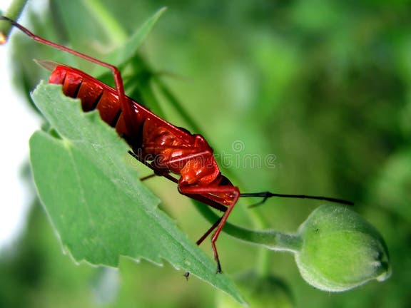 Rode Insecten stock foto. Image of insect, macro, naughty - 2134820