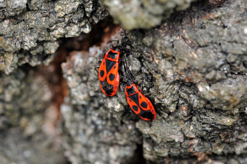 Rode Insecten in Liefde stock afbeelding. Image of kleuring - 17022687